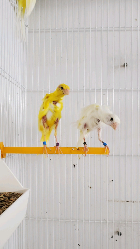 Spanish Giboso and Italian Fiorino Canaries for sale - Beautiful Giboso ...