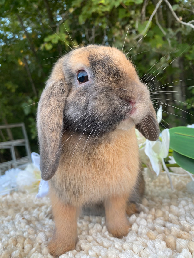 Bebe lapin belier hollandais nain male pure race, Longueuil / South ...