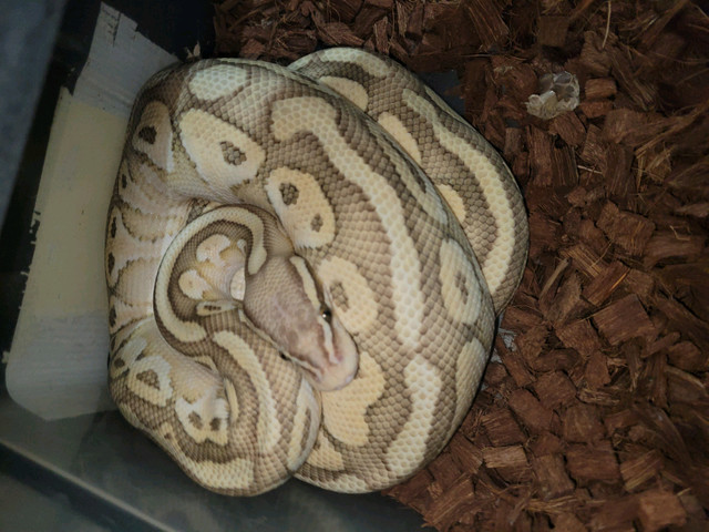 Ball python pastel x lesser x ghost - Pastel lesser ghost 10Breeder ...