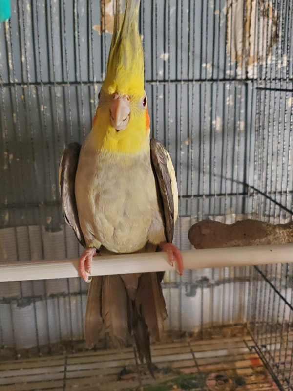 Cockatiel male Pastel Face recessive Silver Red eyes - He is very ...
