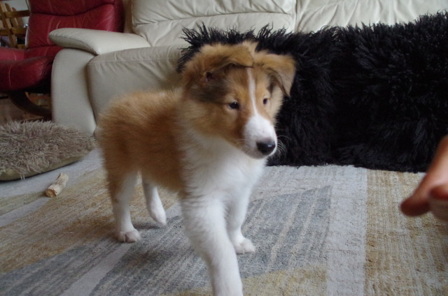 ROUGH COLLIE PUPPY FOR ADOPTION - Adorable Purebred Male Rough Collie ...