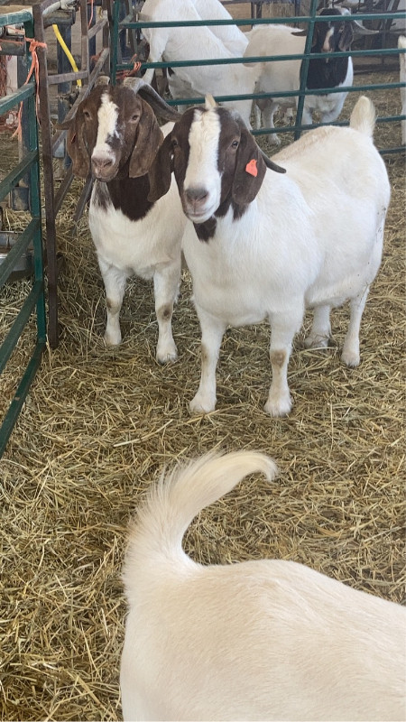 Purebred registered boer goat breeding stock - Seliner Farms has 18 ...