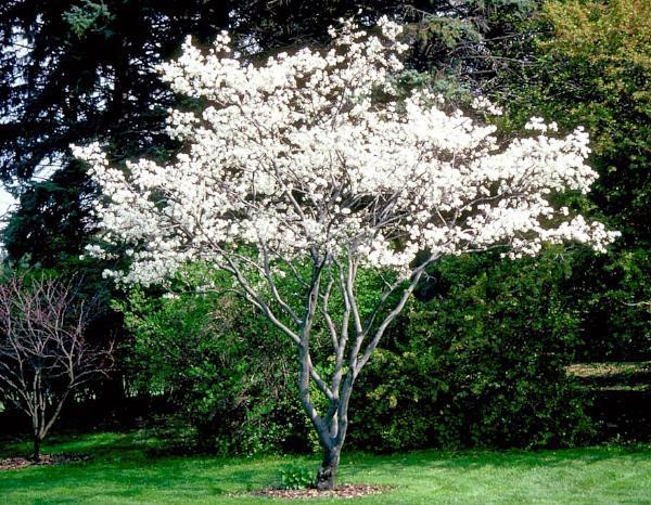 Appin Tree Farm SPECIAL Downey Serviceberry Multi Stem - DOWNY ...