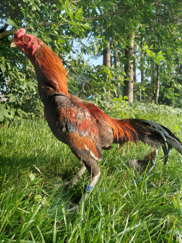 Here it is Rare manuel reynolds pakistani asil - 22500 yearling ...